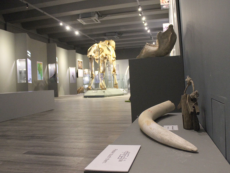 Elephant Museum – Yangon Zoo